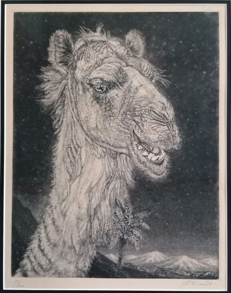 Eduard Wiiralt “Kaameli pea”, 1938/1950 – Allee galerii