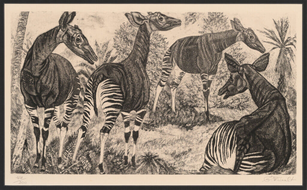 01. EDUARD WIIRALT “Okaapid”, 1949 – Allee galerii